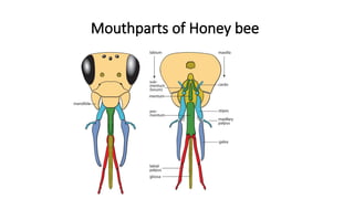 Identification, Morphology And Structural Adaptation In Honeybees.pptx