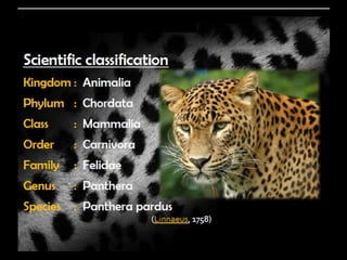 Identification needs of javan leopard conservation | PPT