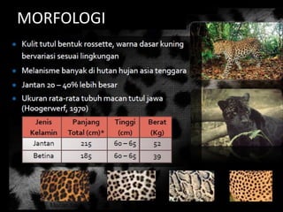 Identification needs of javan leopard conservation | PPT
