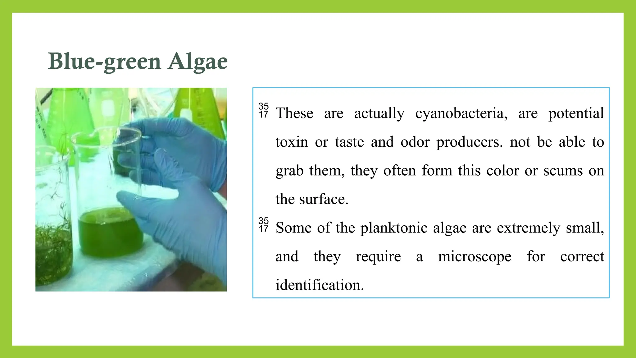 Identification and examination of Algae. | PPTX