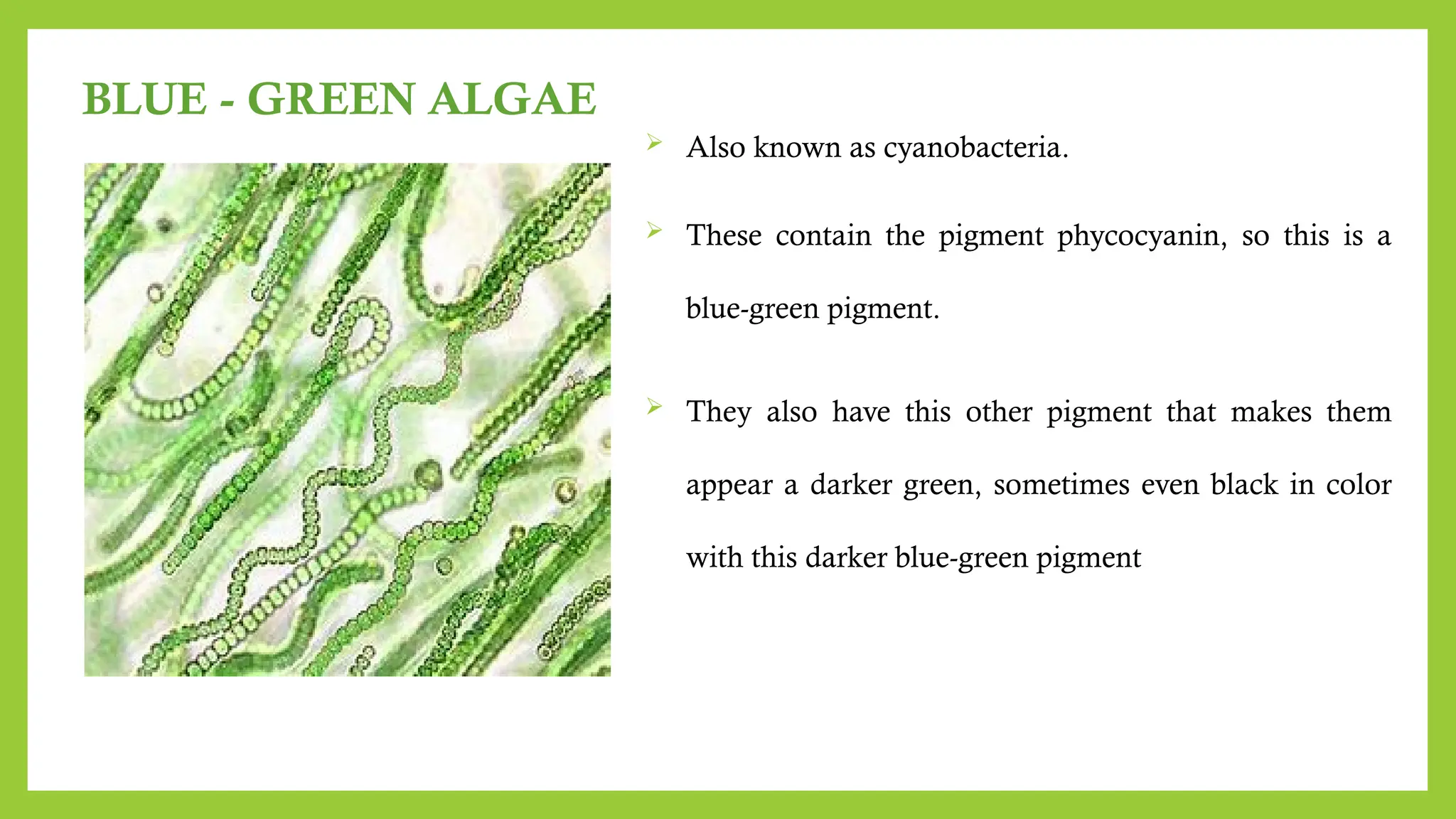 Identification and examination of Algae. | PPT