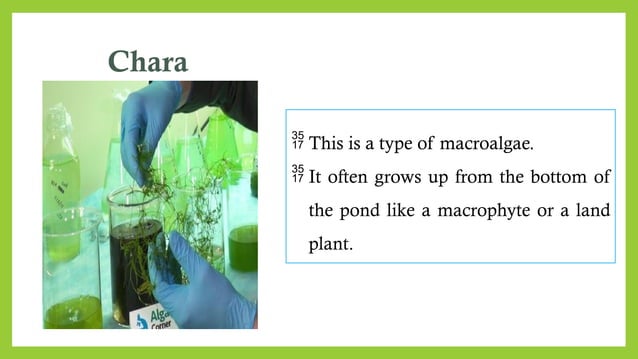 Identification and examination of Algae. | PPTX
