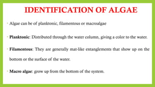 Identification and examination of Algae. | PPTX