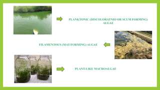 Identification and examination of Algae. | PPTX