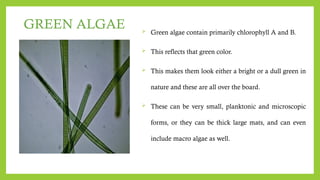 Identification and examination of Algae. | PPT