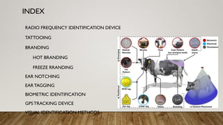 identification of animal and various methods of identification of ...