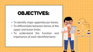 Identification of appendicular bones 01.pptx