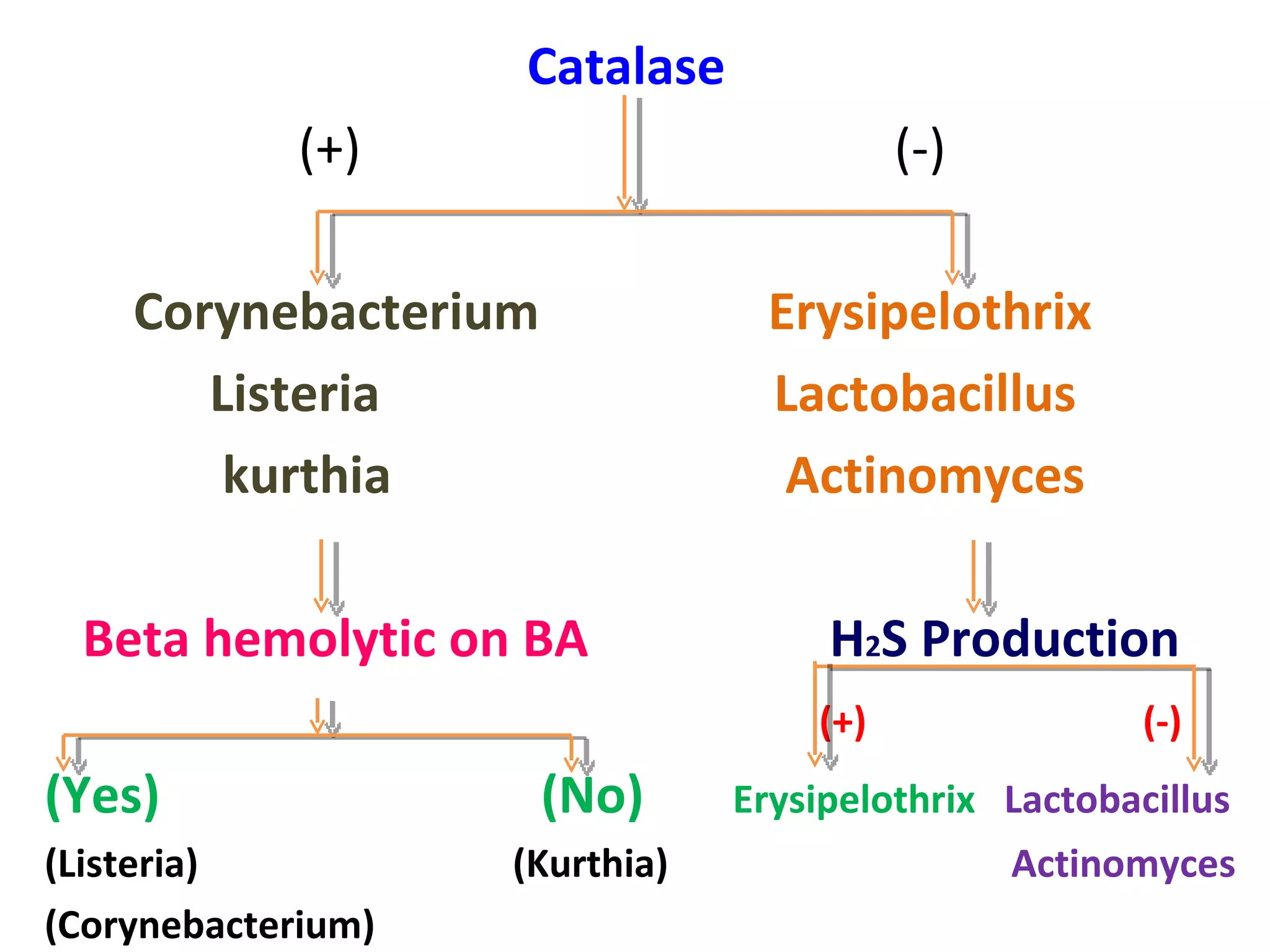 Identification of bacteria, Bacterial identification, Lab ...