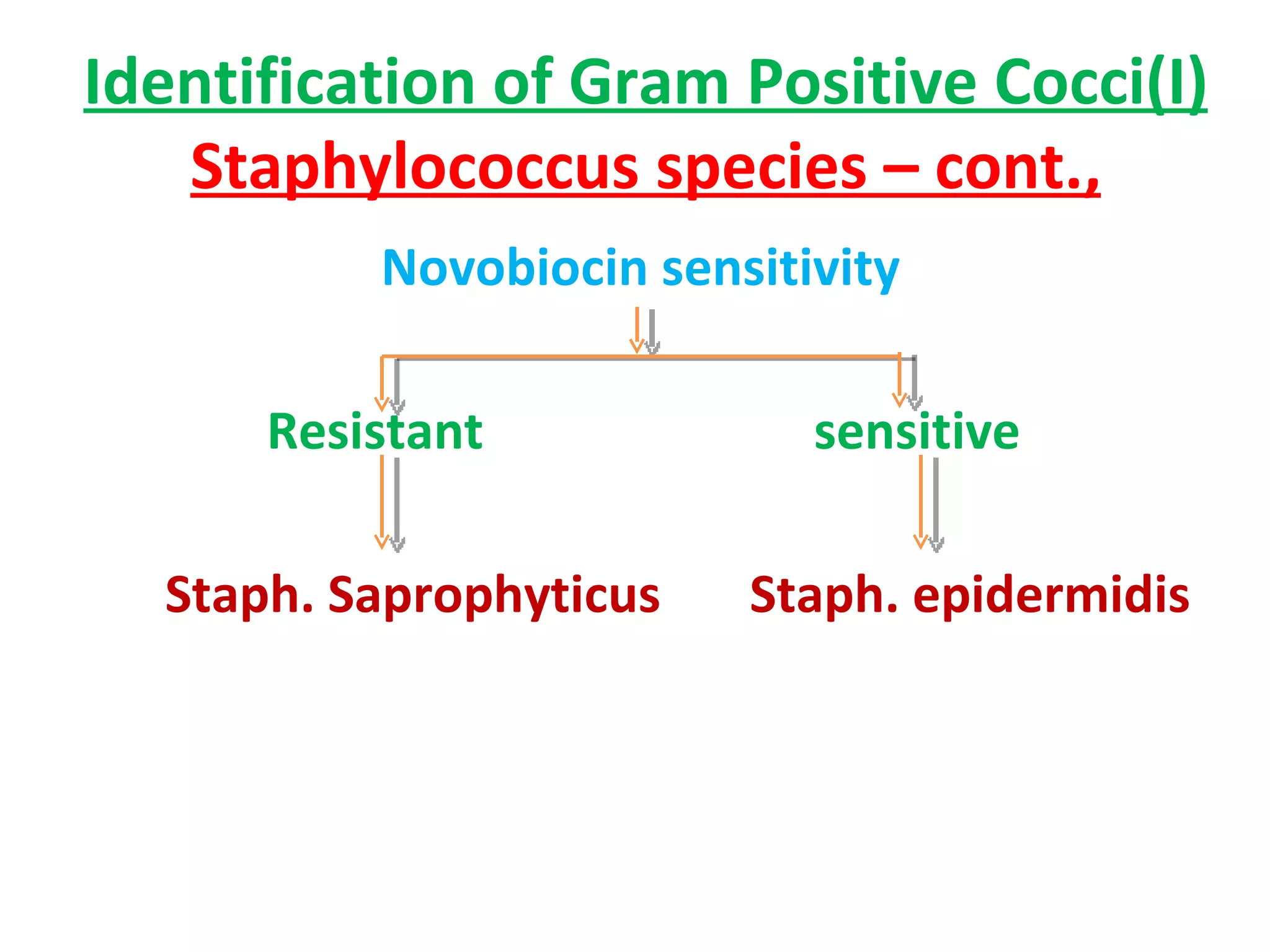 Identification of bacteria, Bacterial identification, Lab ...