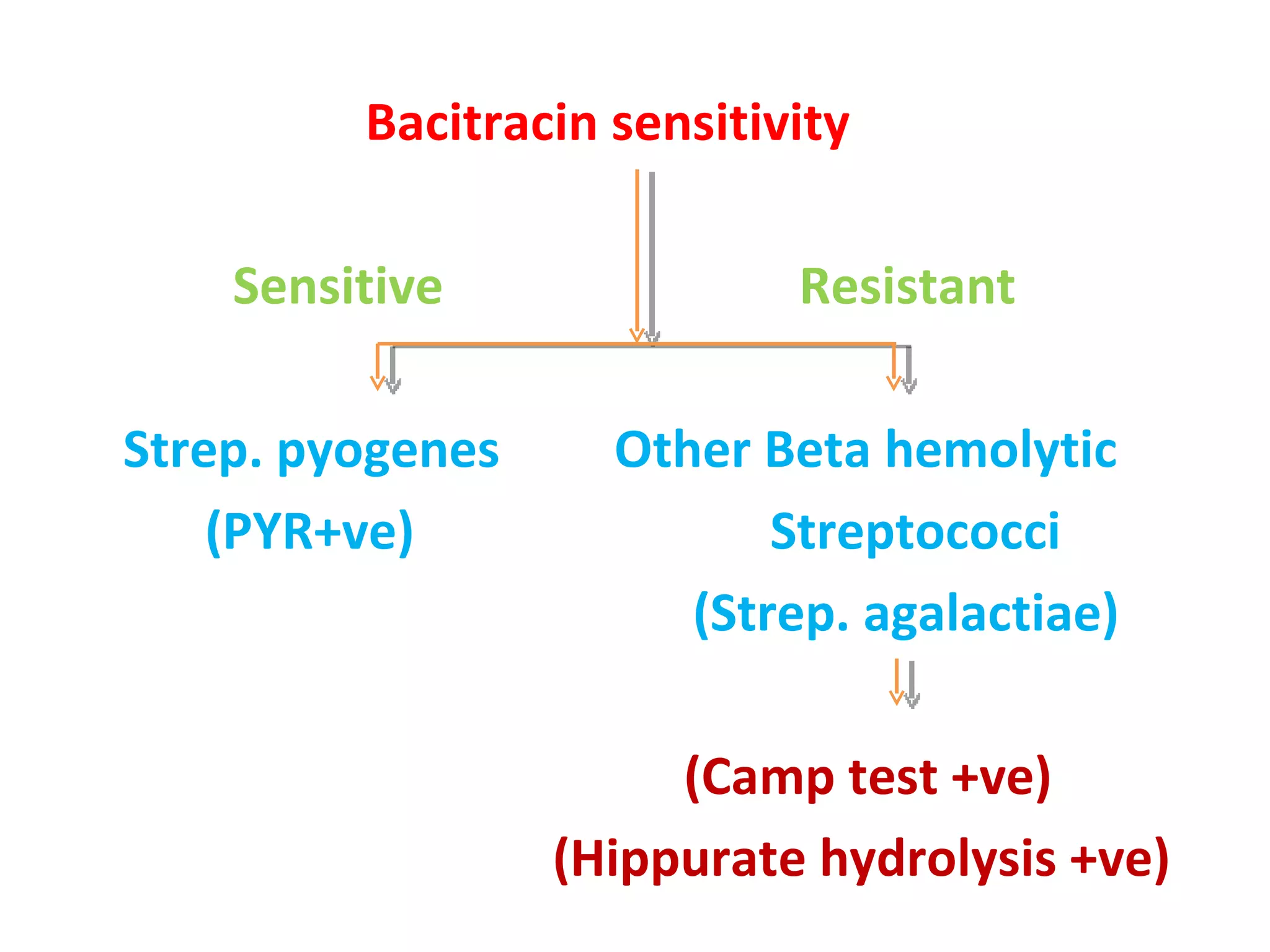 Identification of bacteria, Bacterial identification, Lab ...