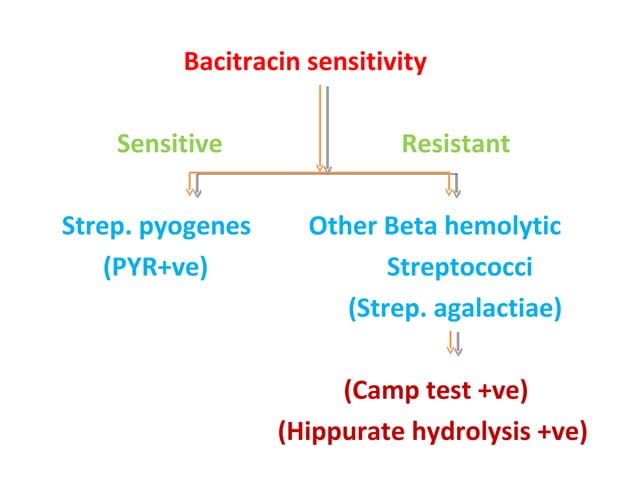 Identification of bacteria, Bacterial identification, Lab ...