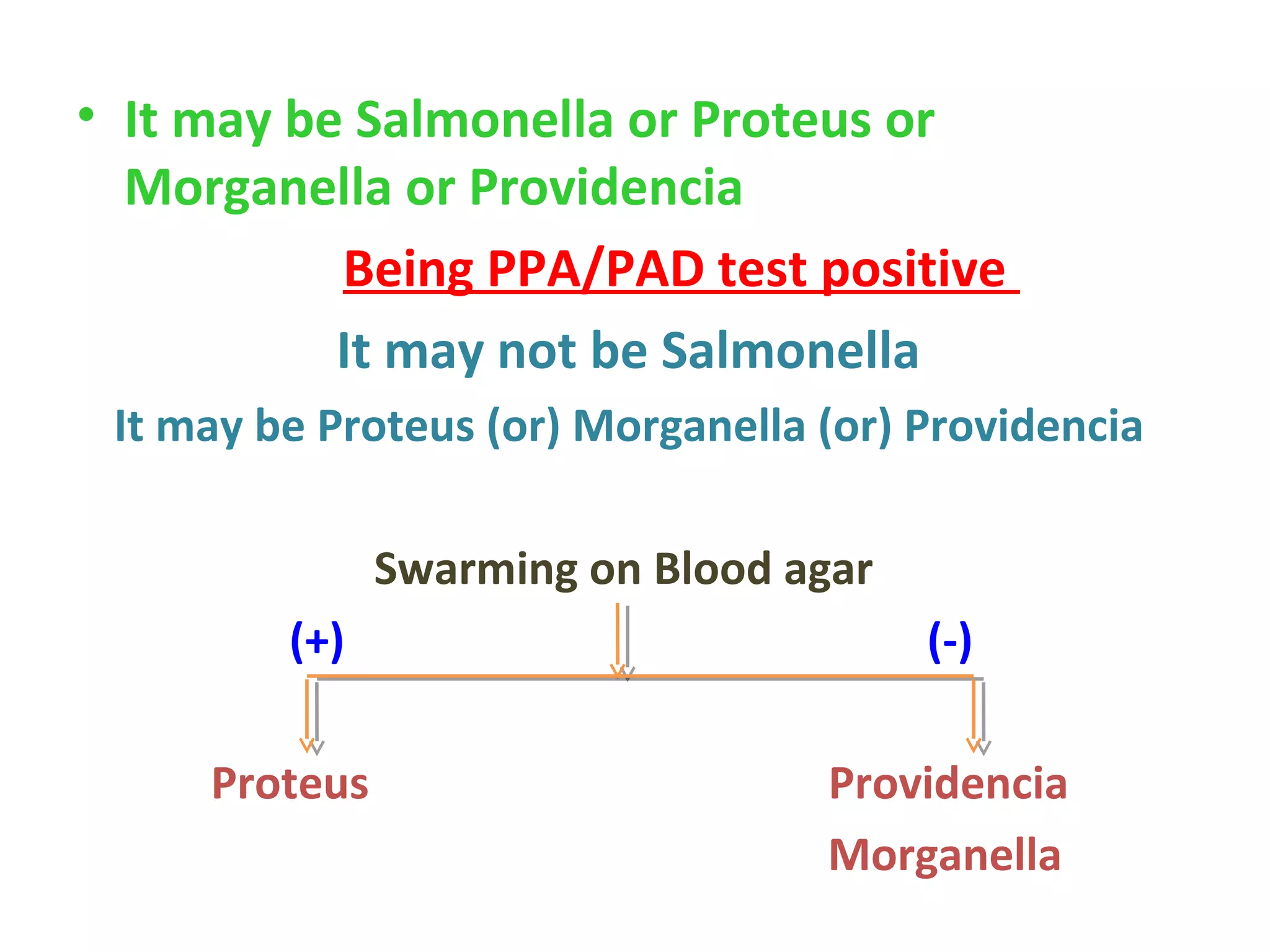Identification of pathogenic bacteria in clinical microbiology | PPT