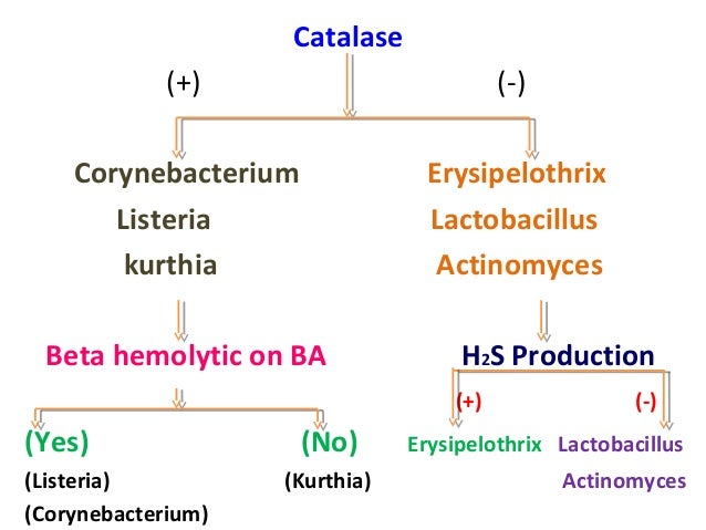 Identification of pathogenic bacteria in clinical microbiology