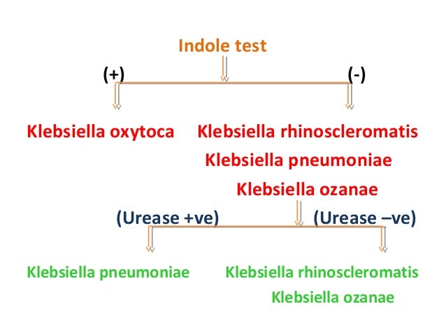 Identification of pathogenic bacteria in clinical microbiology