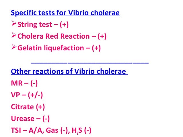 Identification of pathogenic bacteria in clinical microbiology