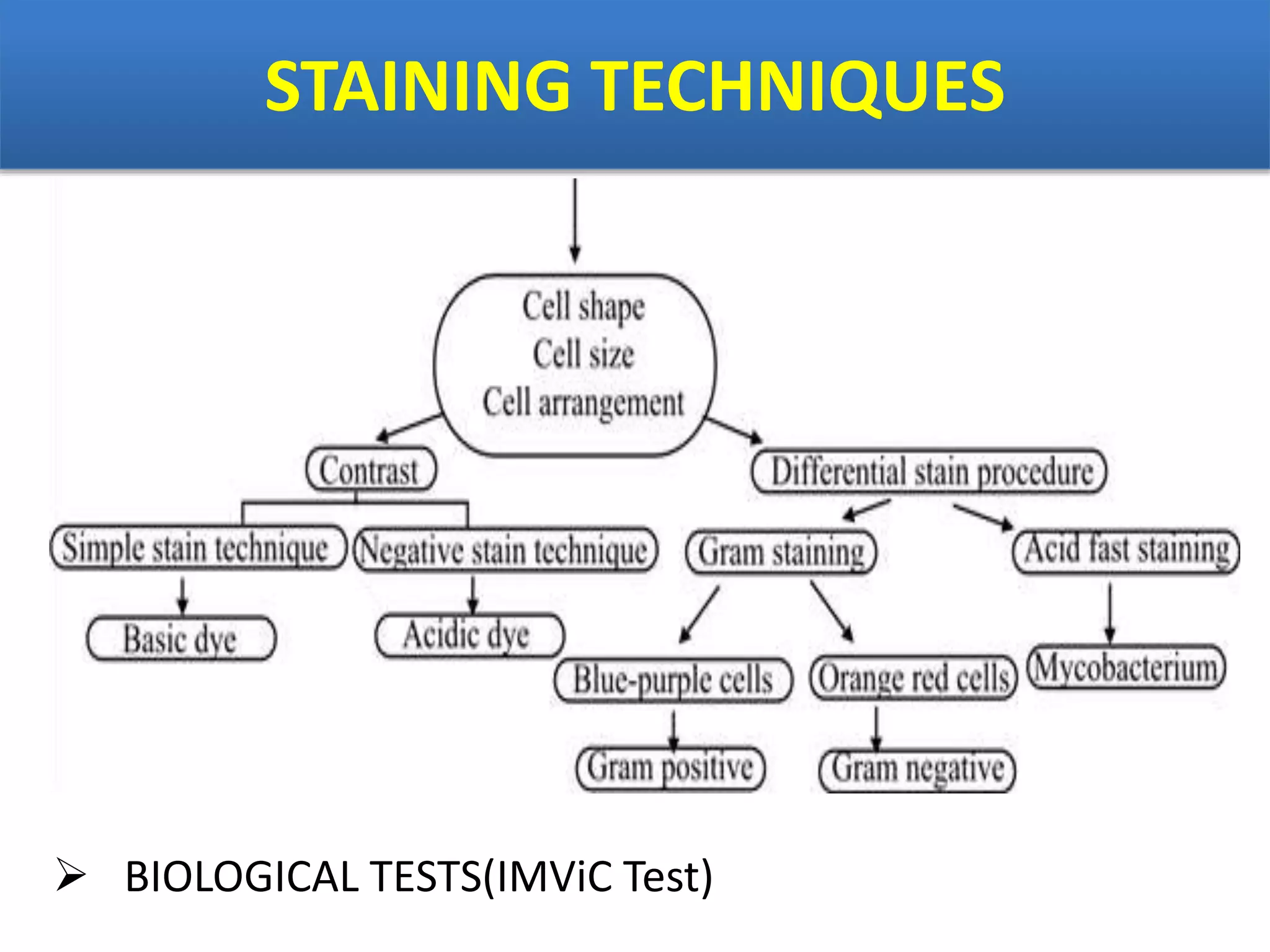 Identification of bacteria | PPTX