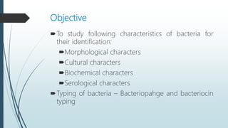 Identification of bacteria | PPTX