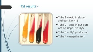 Identification of bacteria | PPTX