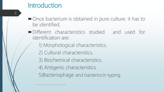 Identification of bacteria | PPTX