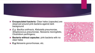 Identification of bacteria | PPTX