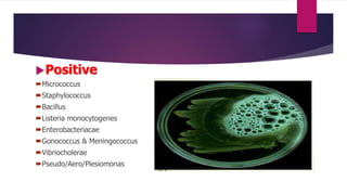 Identification of bacteria | PPTX