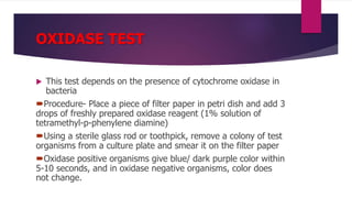 Identification of bacteria | PPTX
