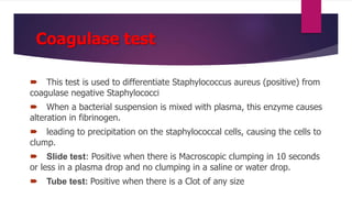 Identification of bacteria | PPTX