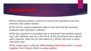 Identification of bacteria | PPTX