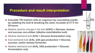 Identification of bacteria | PPTX