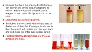 Identification of bacteria | PPTX