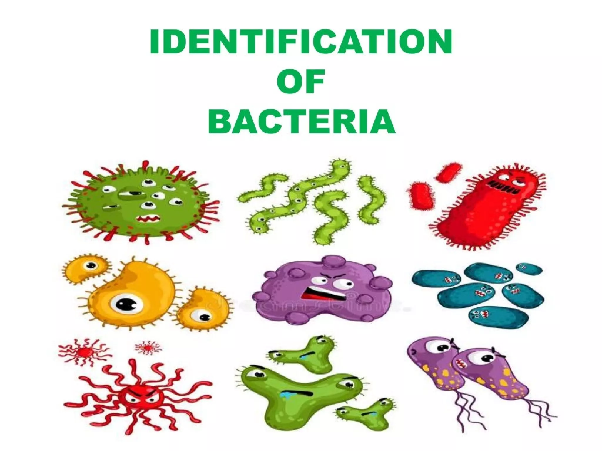 IDENTIFICATION OF BACTERIA.pdf IDENTIFICATION OF BACTERIA.pdf