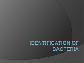 Identification of bacteria for micro.pptx