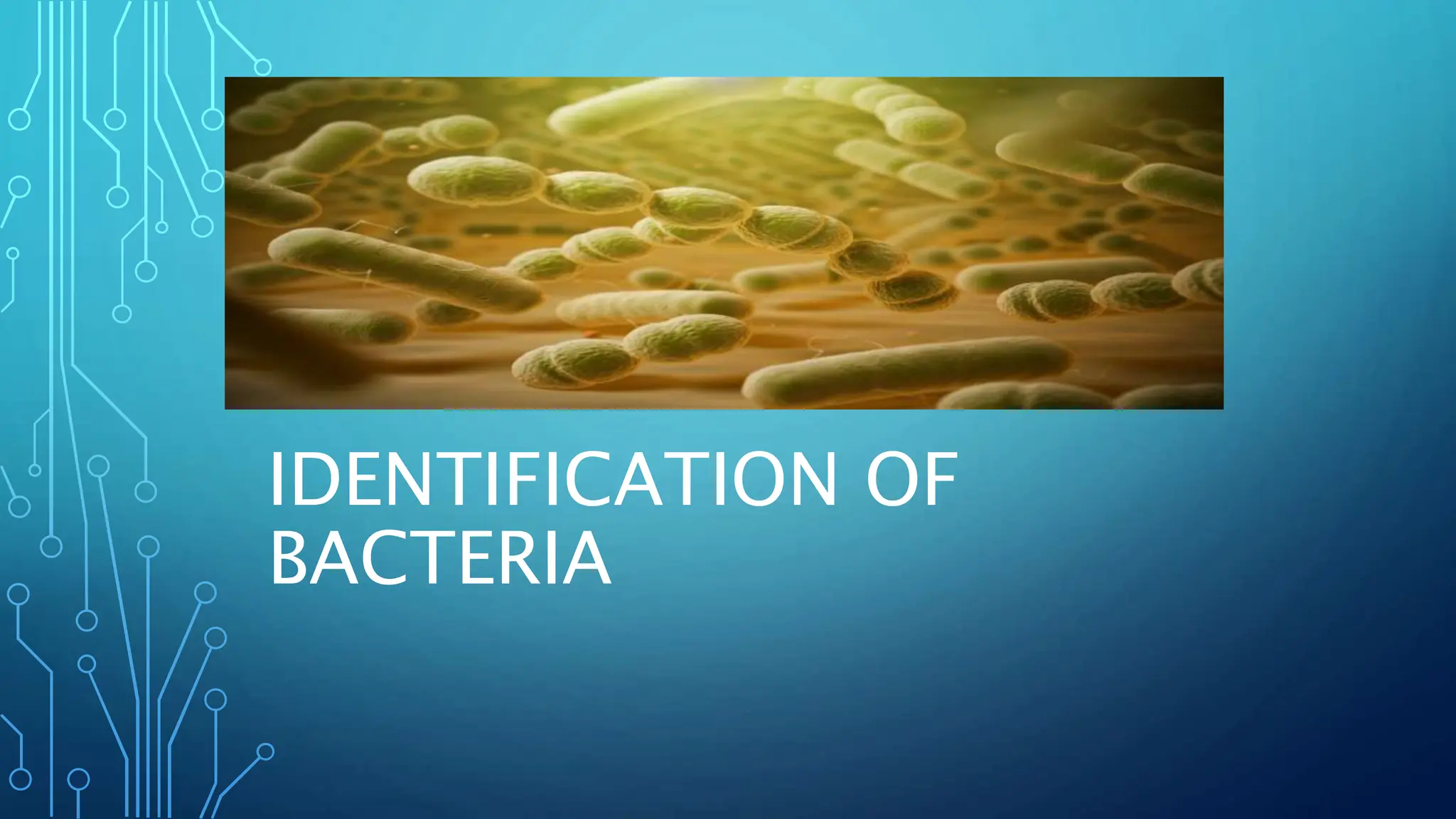 Identification of bacteria in microbiology | PPTX
