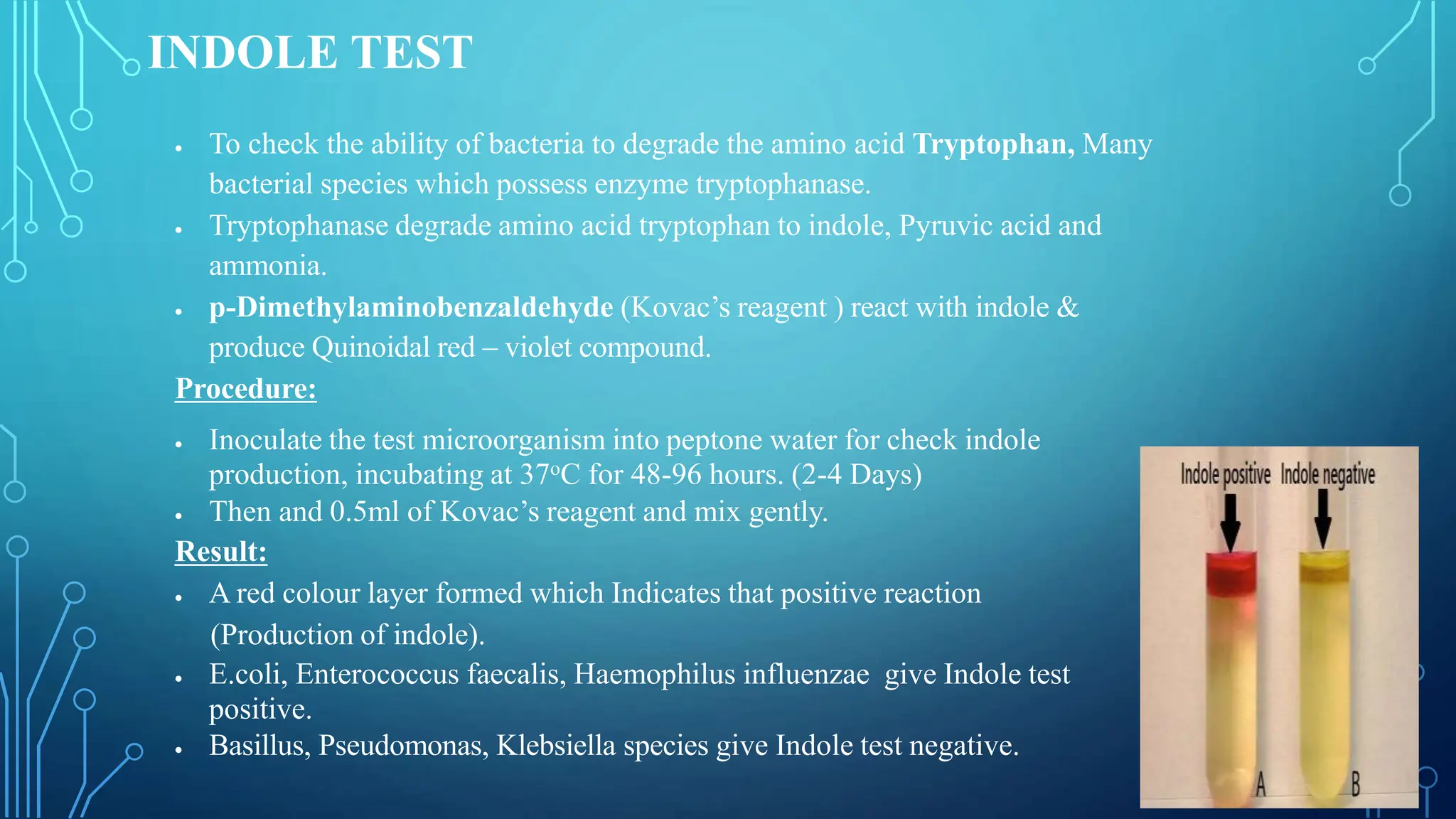 Identification of bacteria in microbiology | PPTX