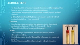 Identification of bacteria in microbiology | PPTX