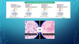 Identification of bacteria in microbiology | PPTX