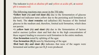 Identification of bacteria by biochemical tests | PPTX
