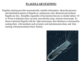 Identification of bacteria by staining methods | PPTX