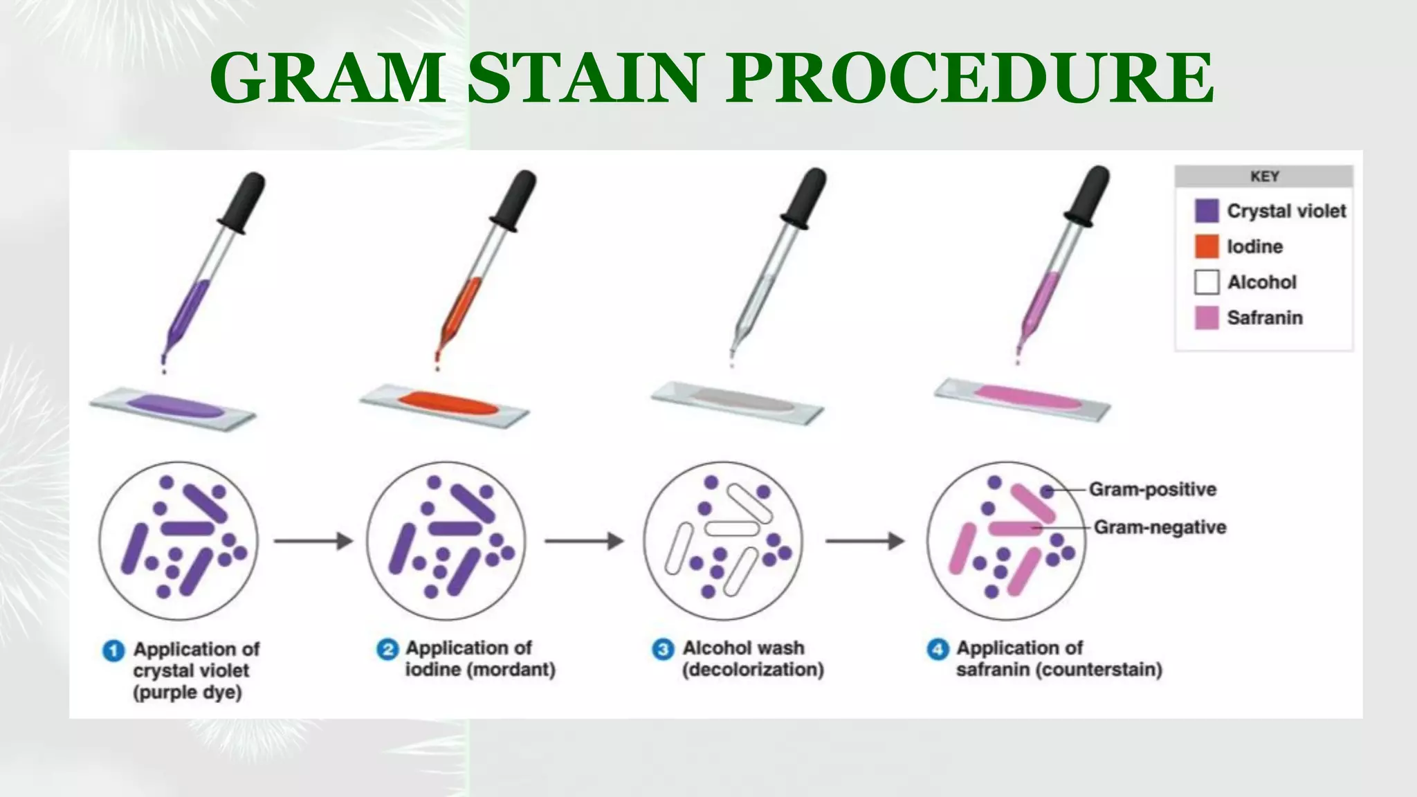 Identification of bacteria by staining techniques | PDF