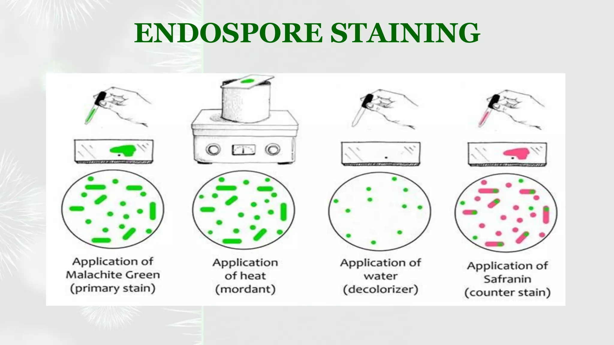 Identification of bacteria by staining techniques | PDF