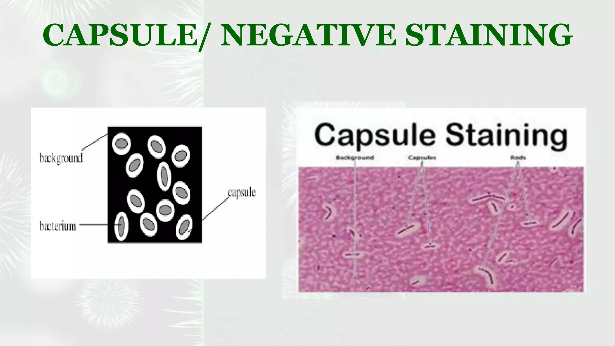 Identification of bacteria by staining techniques | PDF