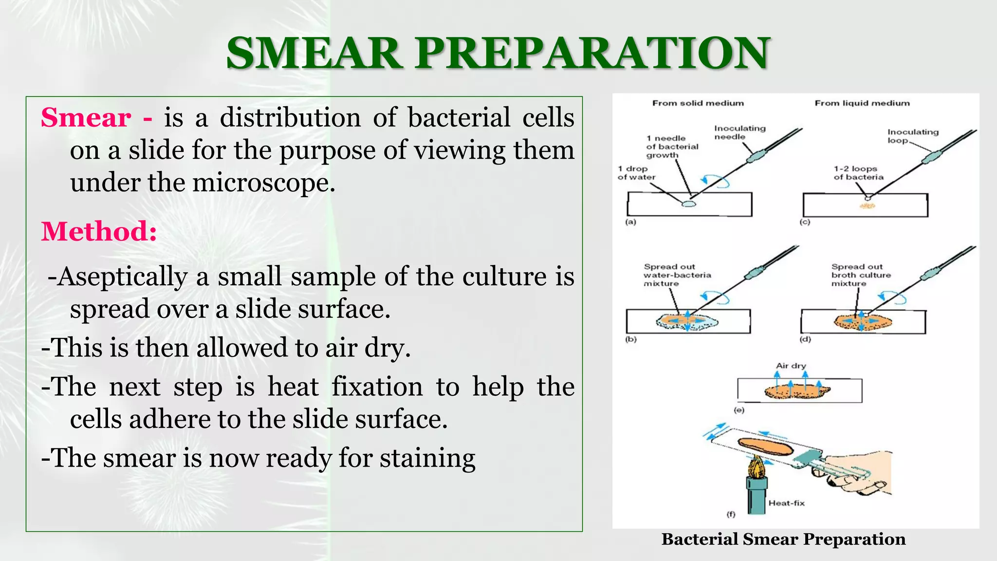 Identification of bacteria by staining techniques | PDF