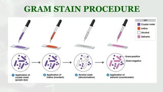Identification of bacteria by staining techniques | PDF