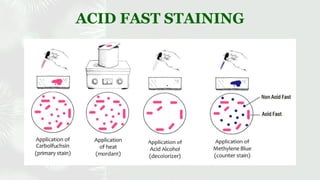 Identification of bacteria by staining techniques | PDF