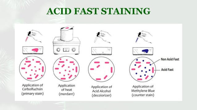 Identification of bacteria by staining techniques | PDF | Chemistry ...