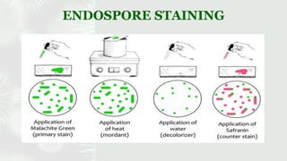 Identification of bacteria by staining techniques | PDF