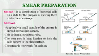 Identification of bacteria by staining techniques | PDF