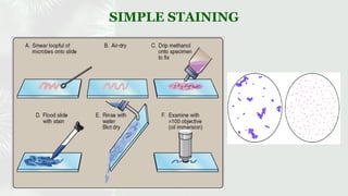 Identification of bacteria by staining techniques | PDF