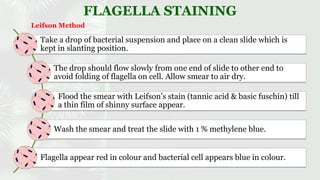 Flagella Stain Procedure