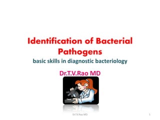 Identificationofbacterialpathogens 111126232752-phpapp01 | PDF ...
